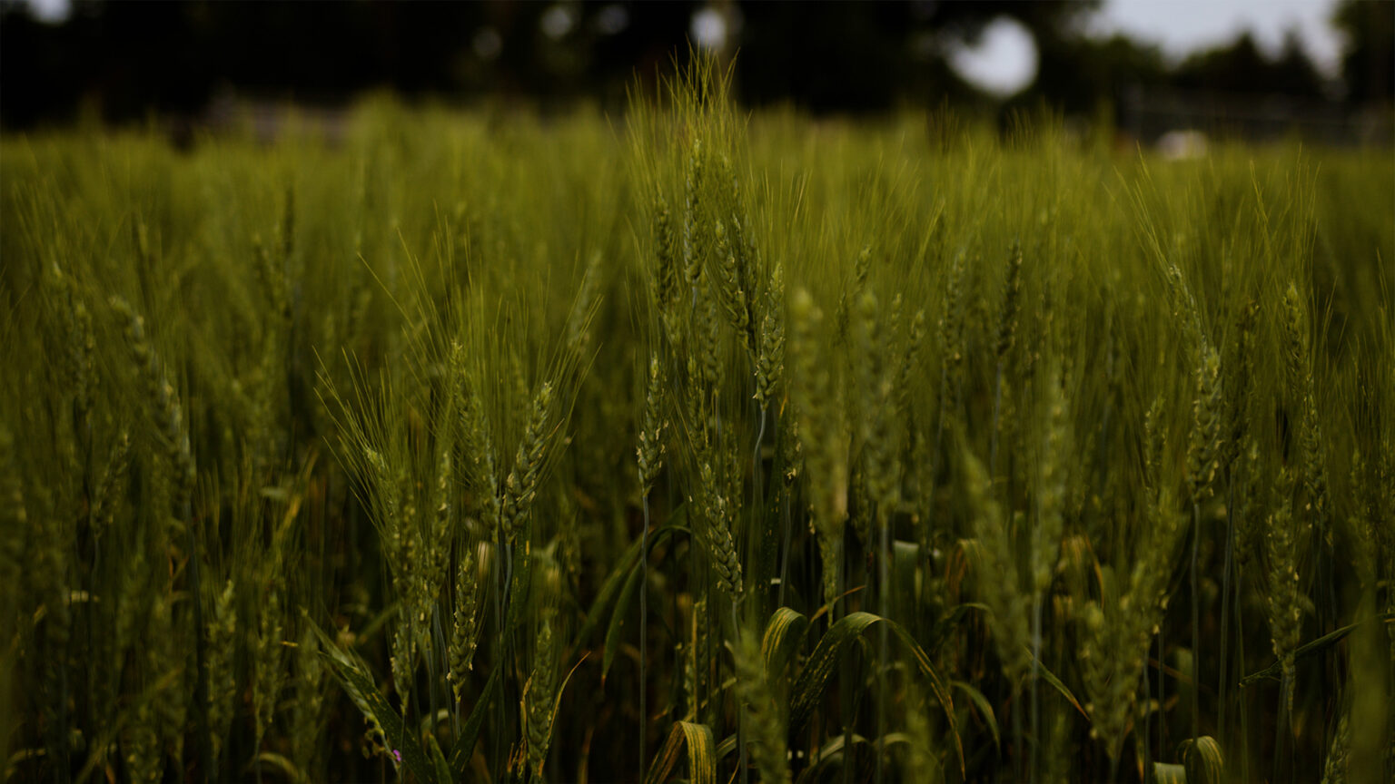 About Us - Canadian Premier Food Corridor